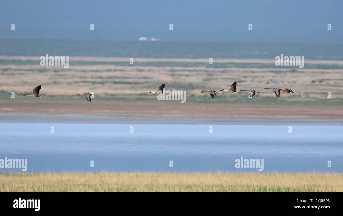 Birds flying above lake hi-res stock photography and images - Alamy