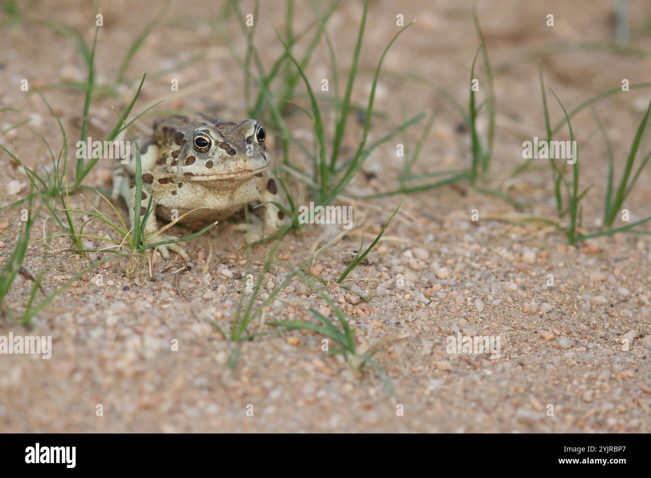 Siberian Sand Toad in mongolian steppe Stock Photo - Alamy