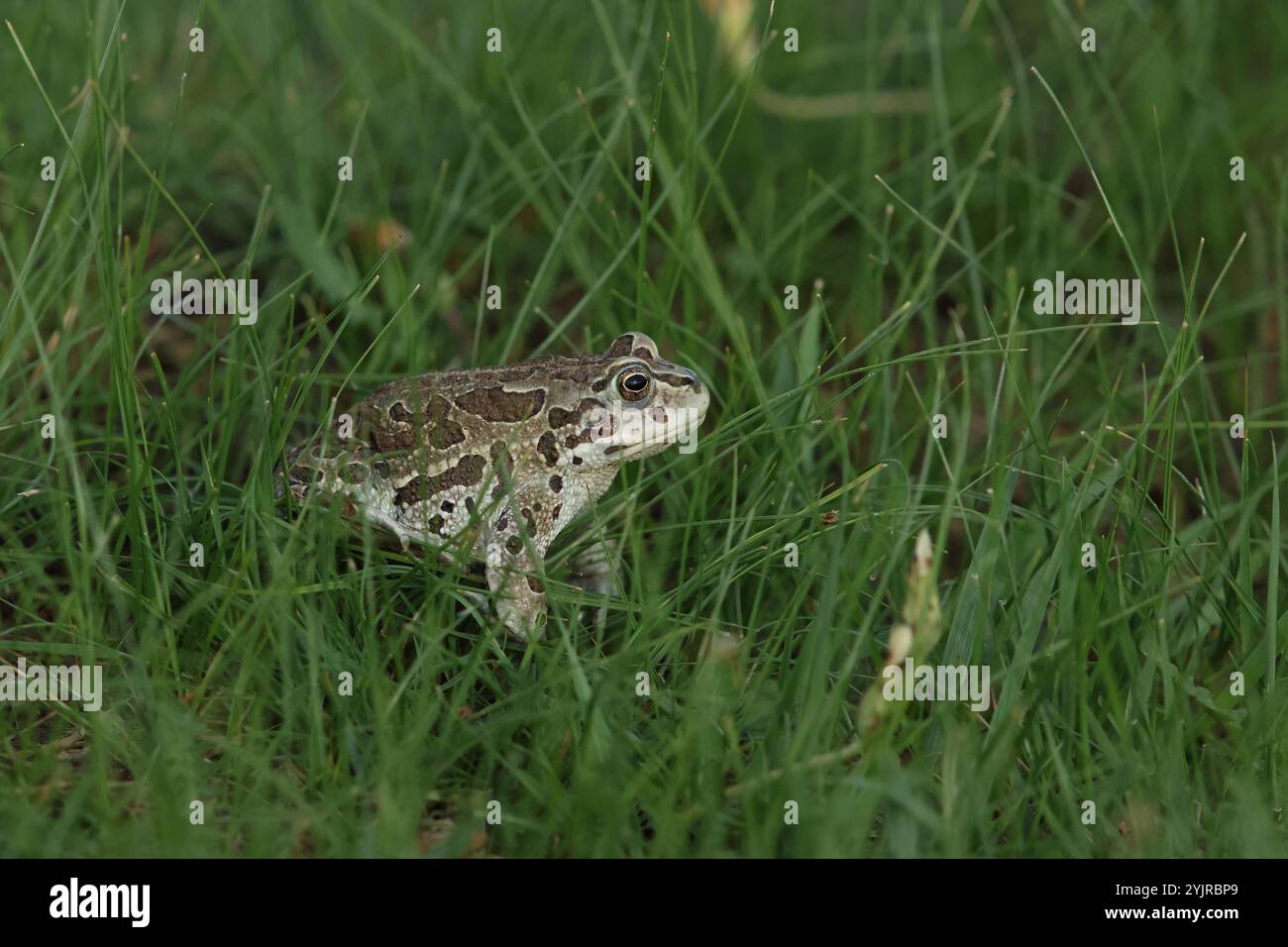 Siberian Sand Toad in mongolian steppe Stock Photo - Alamy