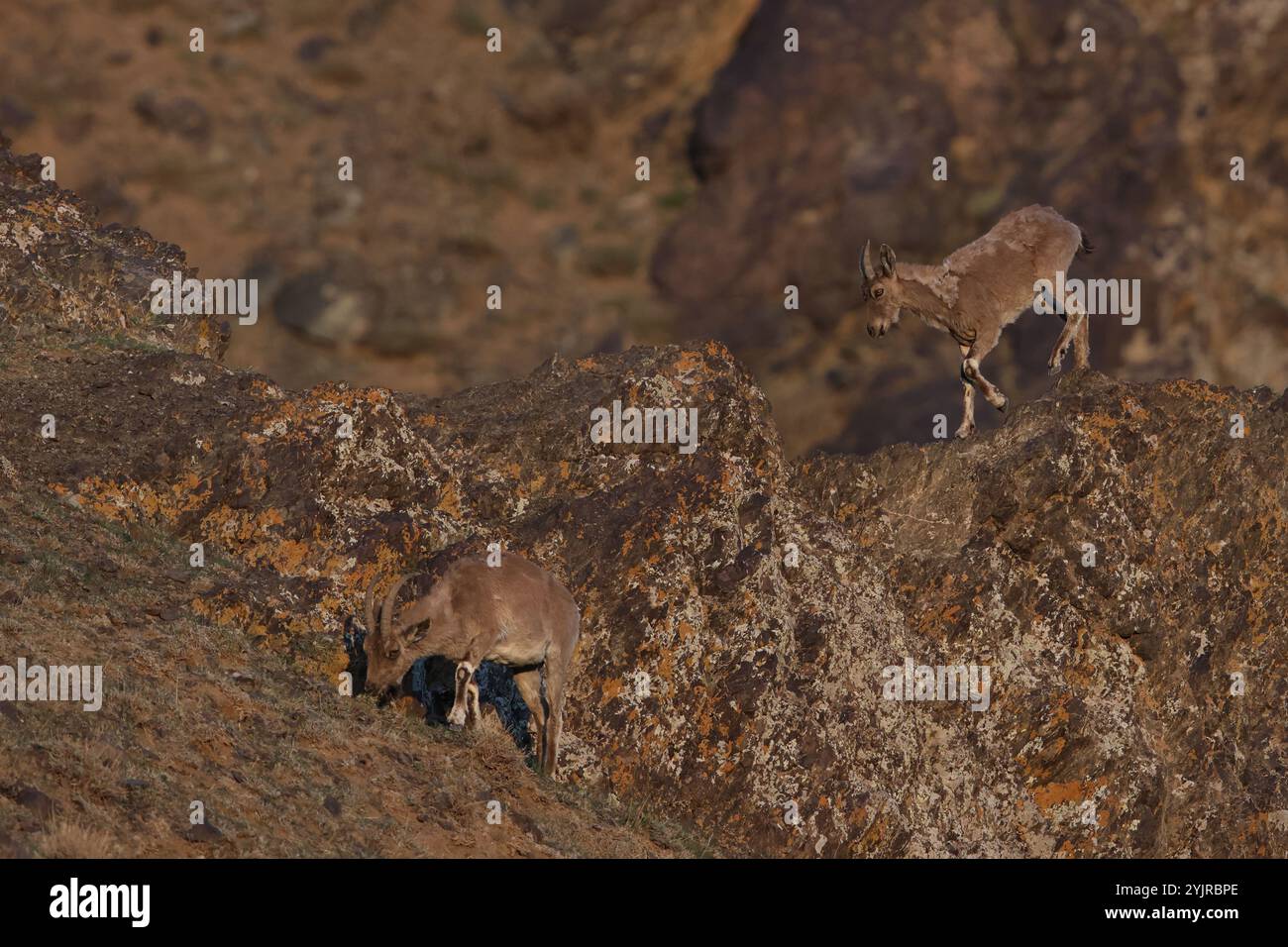Siberian ibex climbing on hi-res stock photography and images - Alamy