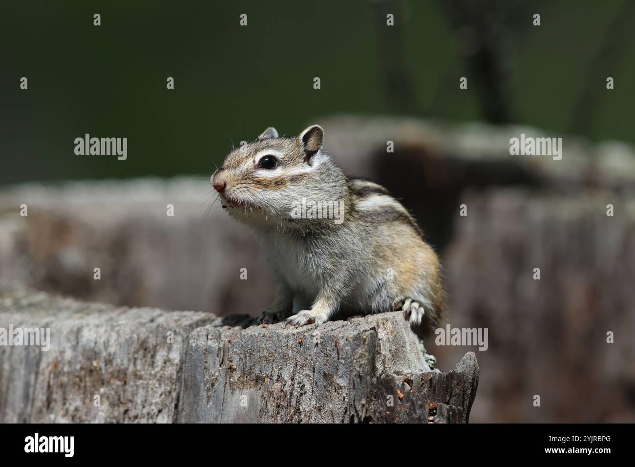 Siberian Chipmunk with full cheek pouches perching on a trunk Stock ...