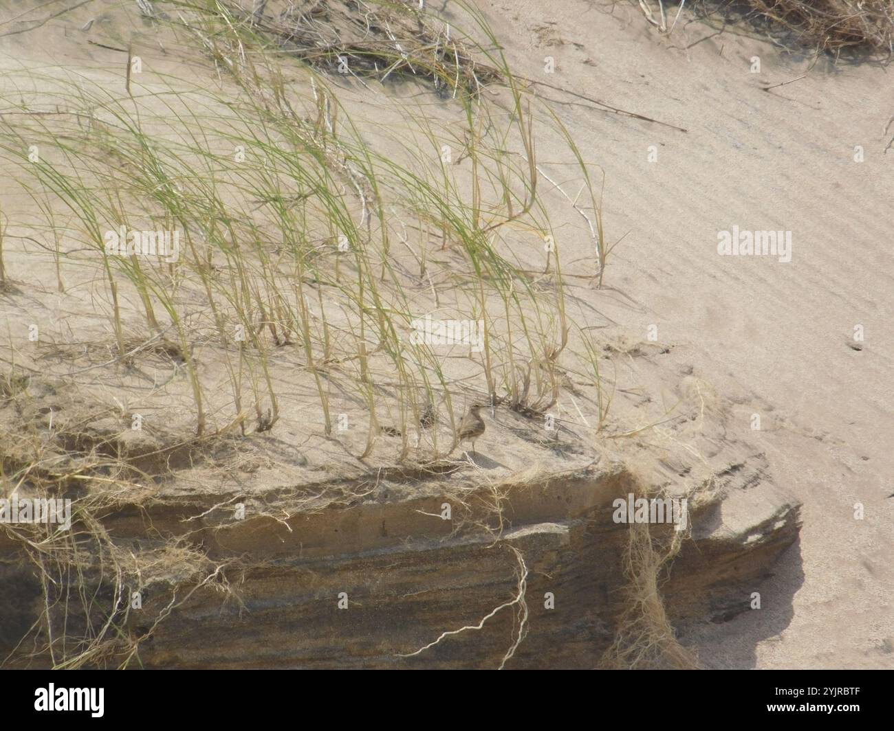 Common Miner (Geositta cunicularia Stock Photo - Alamy