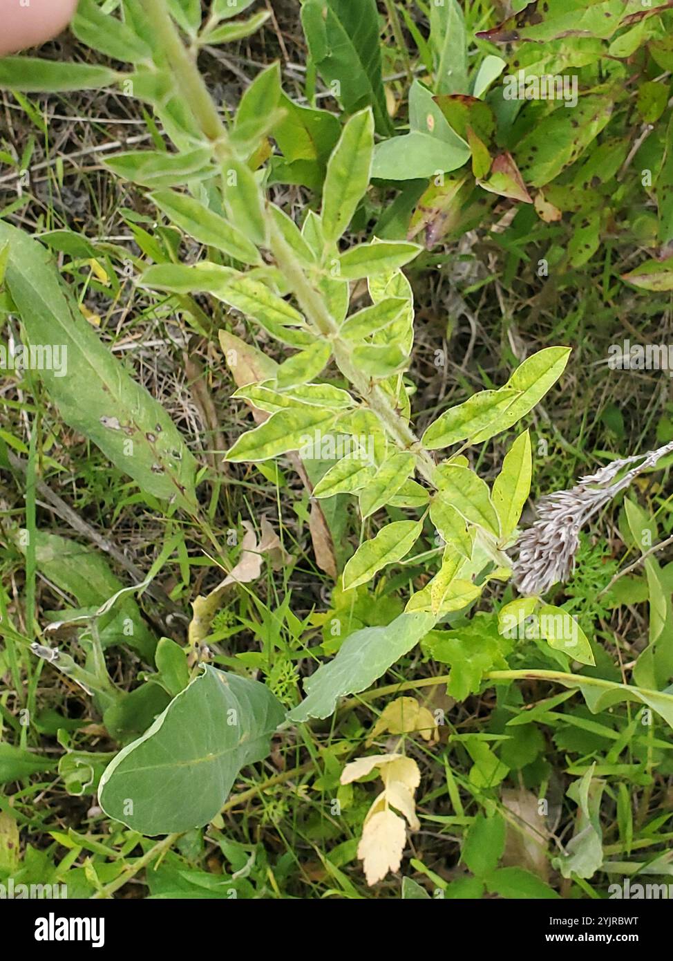 round-headed bush clover (Lespedeza capitata Stock Photo - Alamy