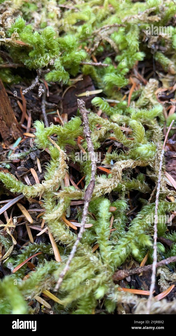 Pipecleaner Moss (Rhytidiopsis robusta Stock Photo - Alamy