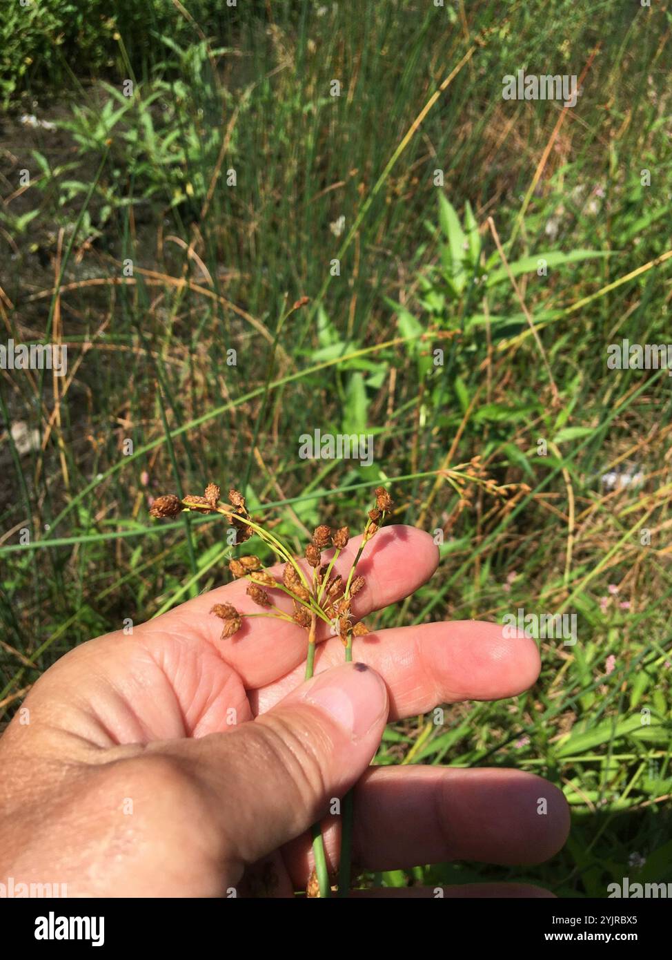 nodding bulrush (Scirpus pendulus Stock Photo - Alamy