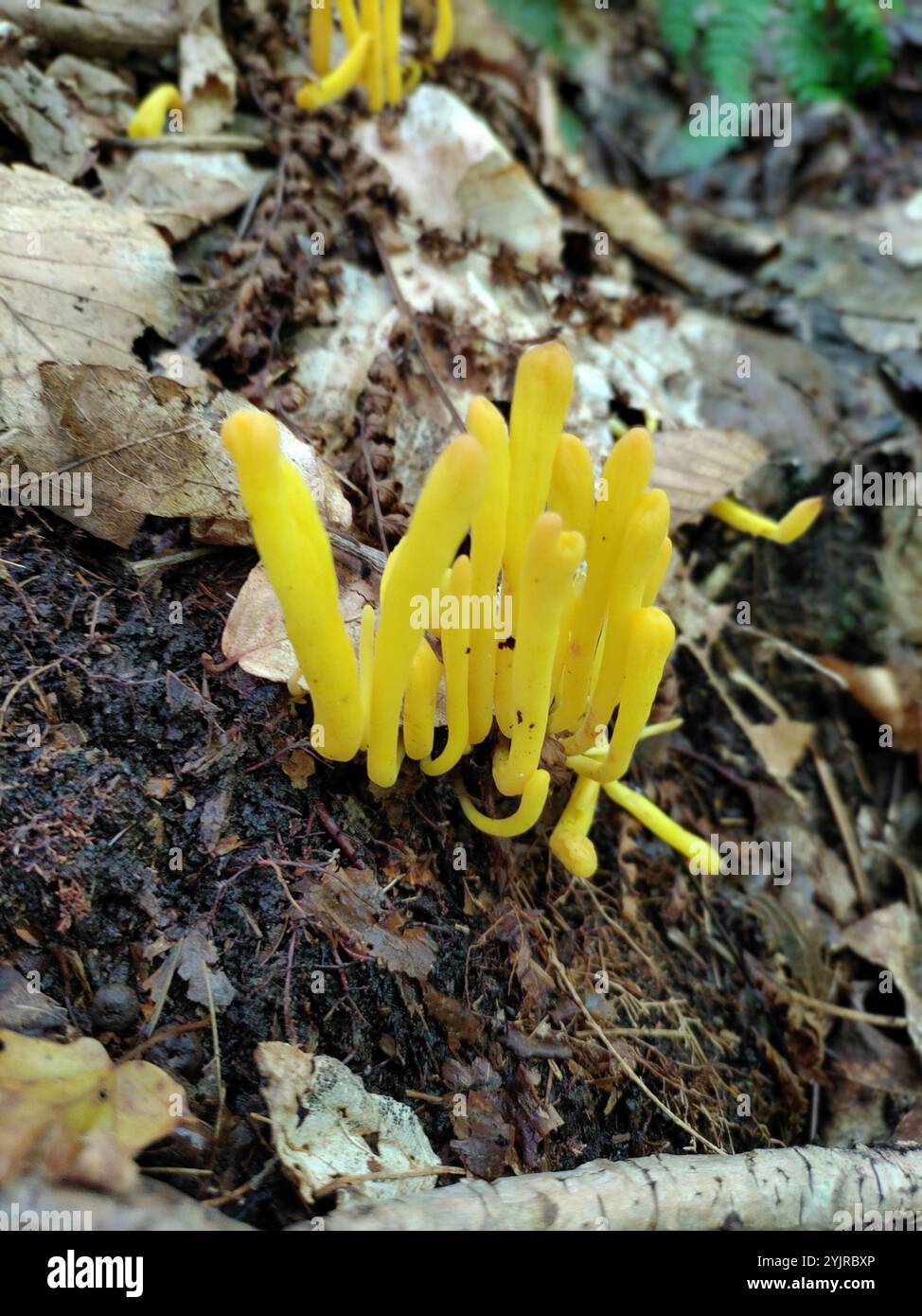 Golden Spindles (Clavulinopsis fusiformis Stock Photo - Alamy