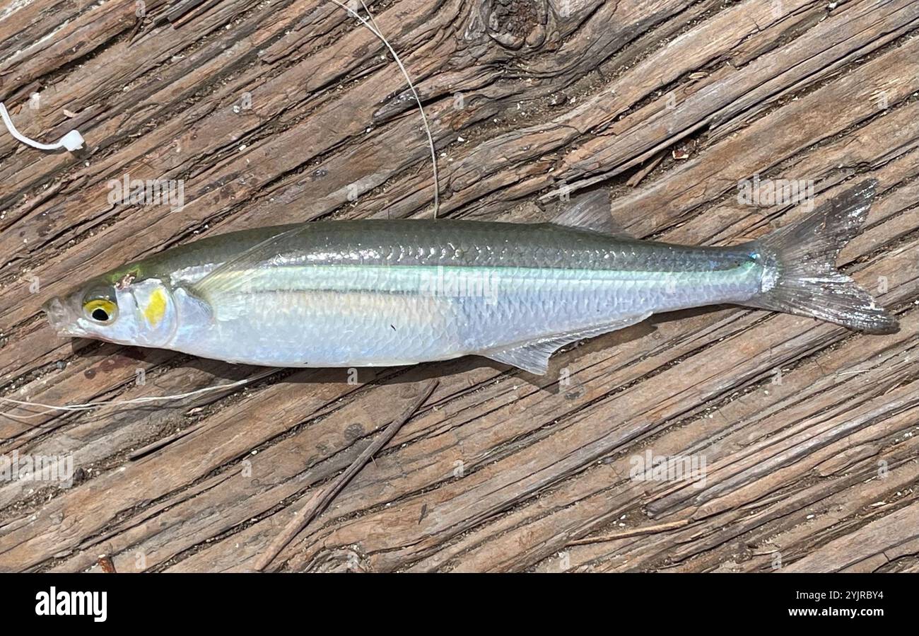 Atherinops hi-res stock photography and images - Alamy