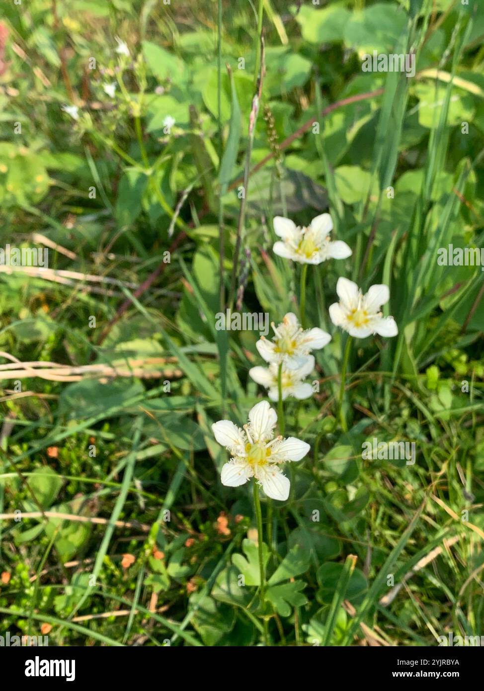 Fringed Grass of Parnassus (Parnassia fimbriata Stock Photo - Alamy