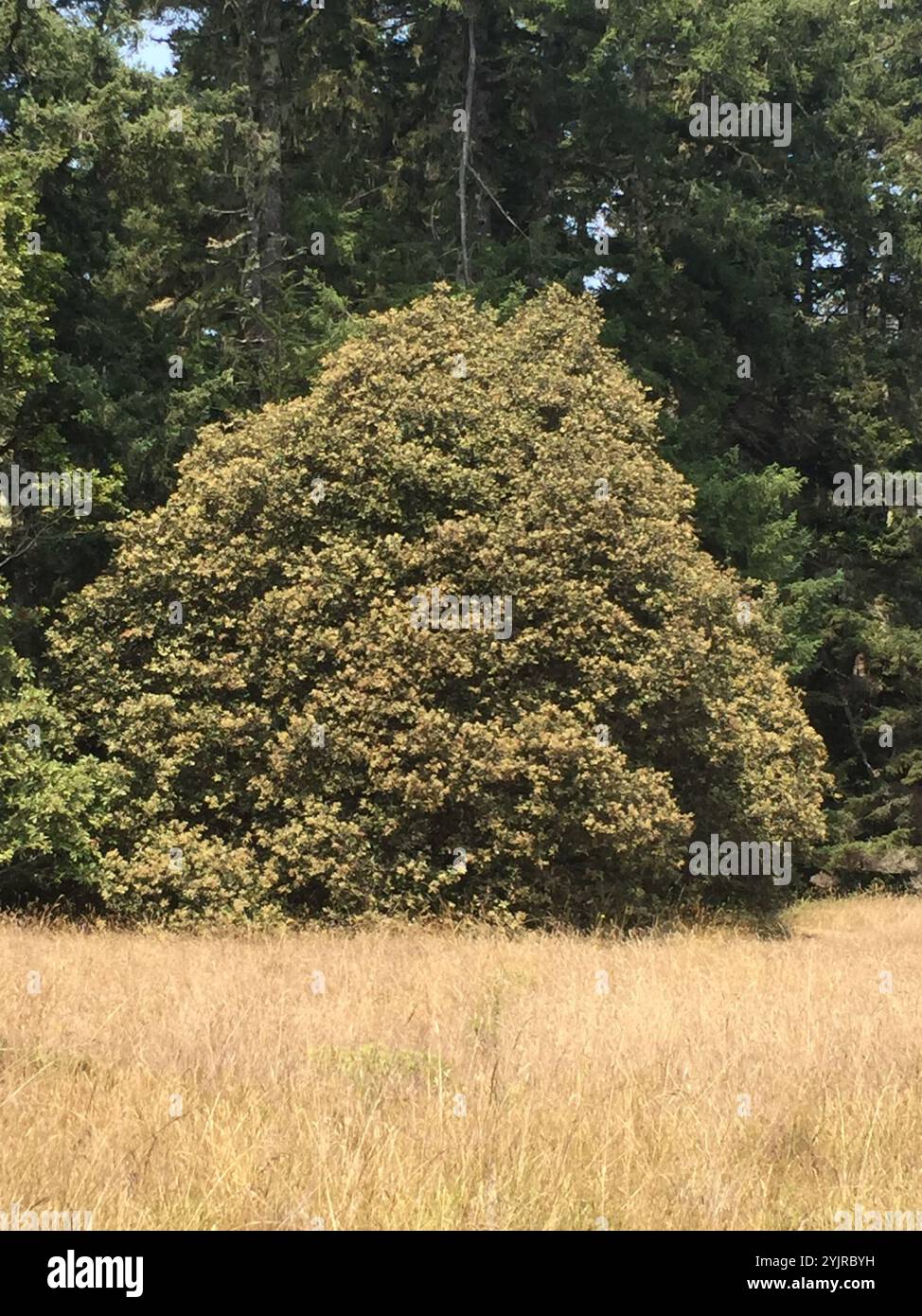 Tanoak (Notholithocarpus densiflorus Stock Photo - Alamy