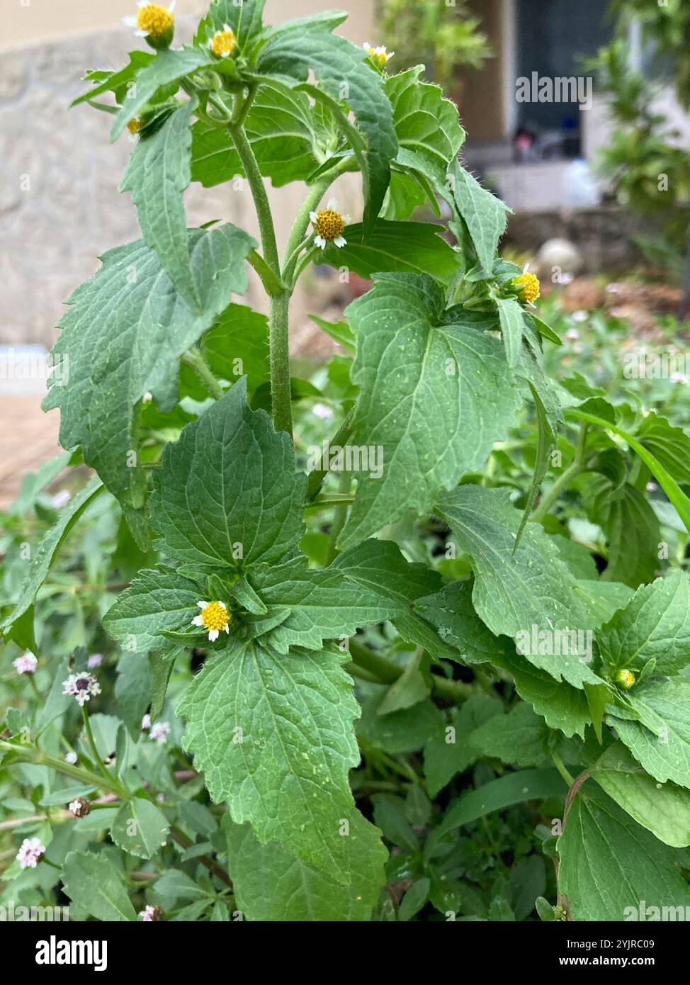 shaggy soldier (Galinsoga quadriradiata Stock Photo - Alamy