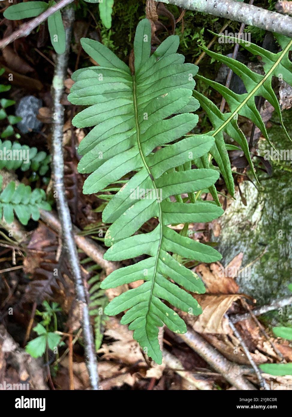 rock polypody (Polypodium virginianum Stock Photo - Alamy