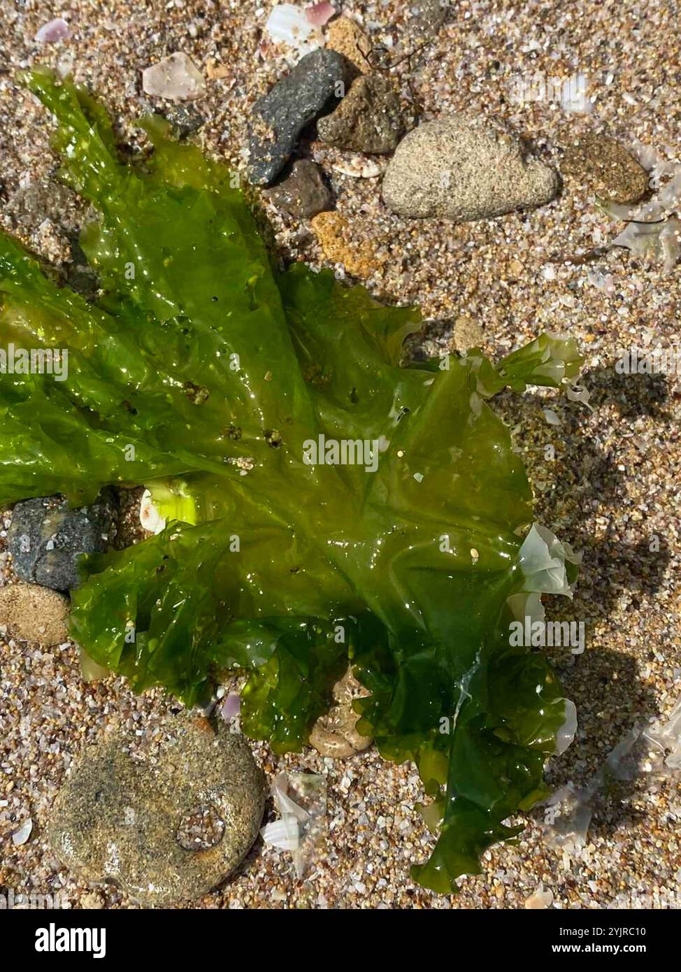 Broadleaf Sea Lettuce (Ulva lactuca Stock Photo - Alamy