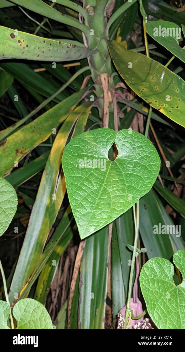 pelican flower (Aristolochia grandiflora Stock Photo - Alamy