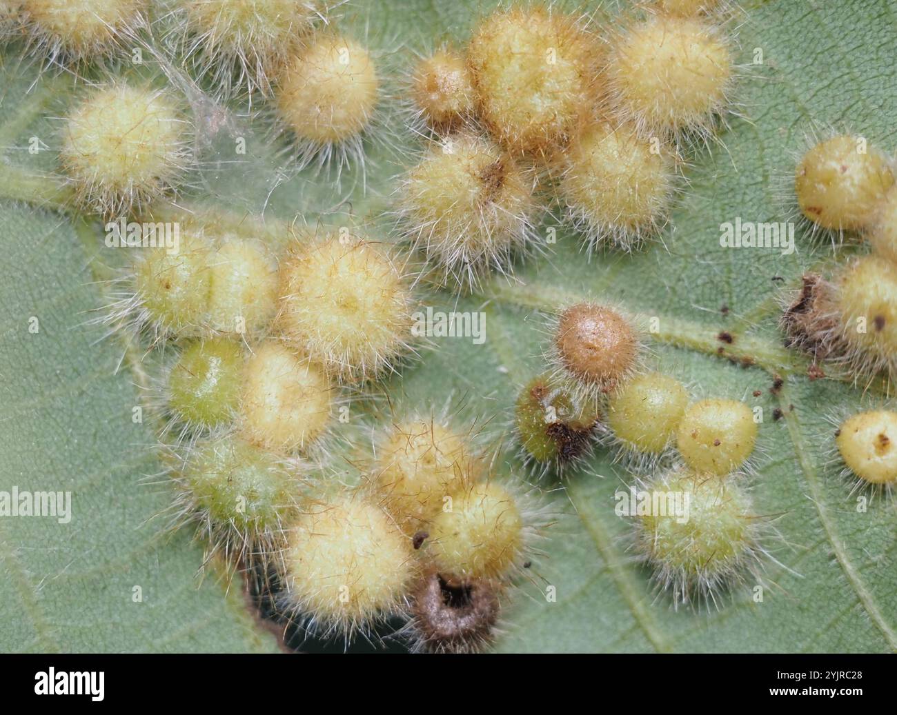 Hickory Placenta Gall Midge (Caryomyia thompsoni Stock Photo - Alamy