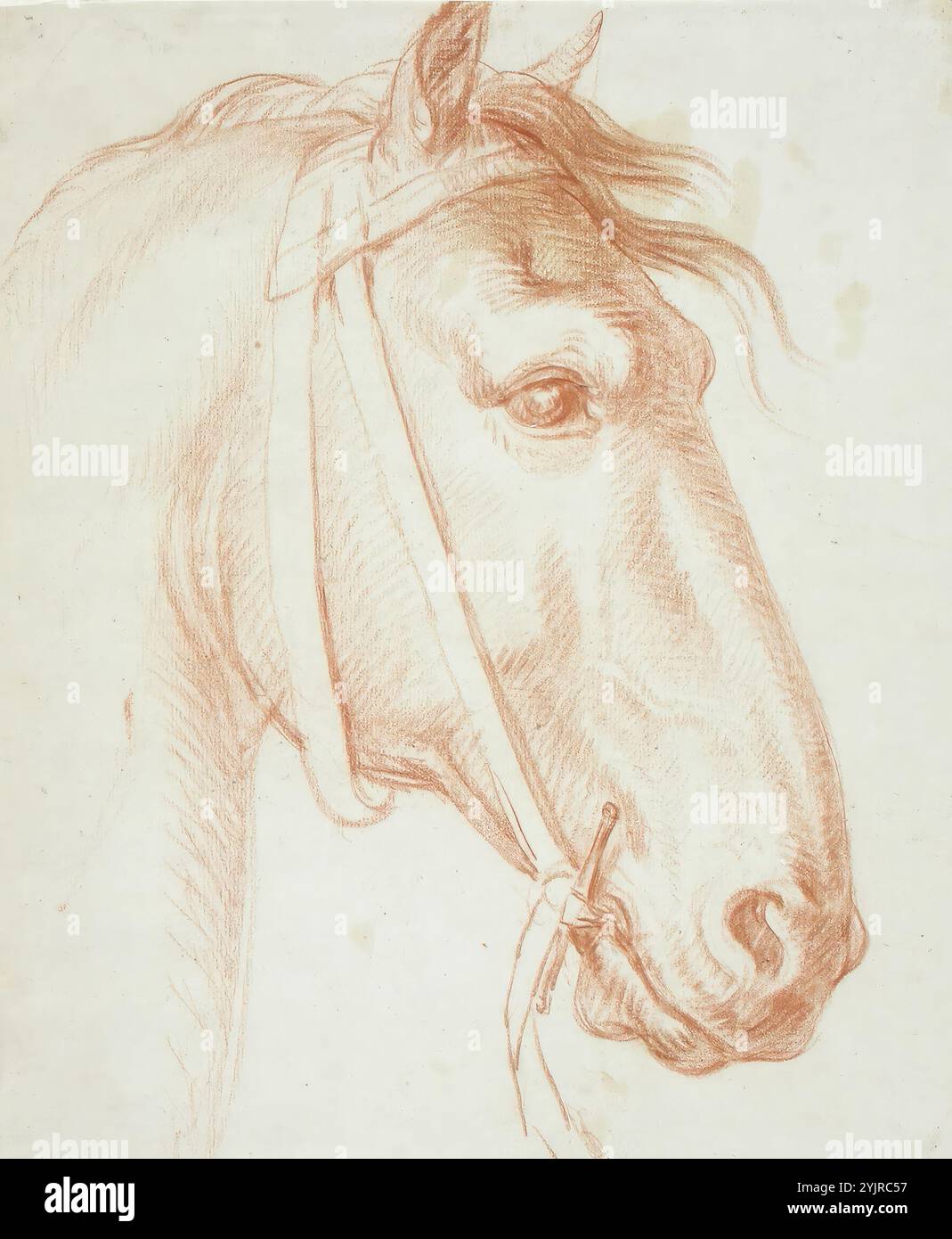 How To Draw A Horse Head Front View