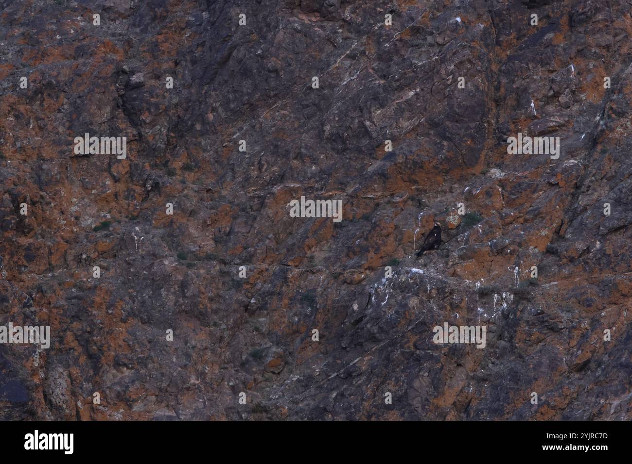 An adult Golden Eagle is perching in the rocky granite wall of Yolin Am ...