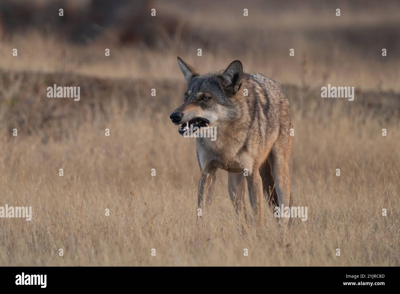 The Indian wolf is a subspecies of gray wolf that ranges from Southwest ...