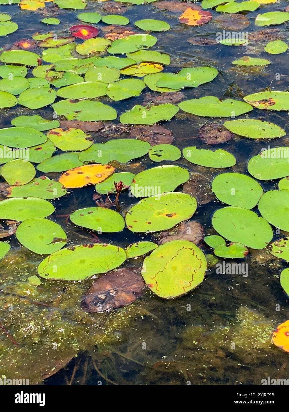 Watershield (Brasenia schreberi Stock Photo - Alamy
