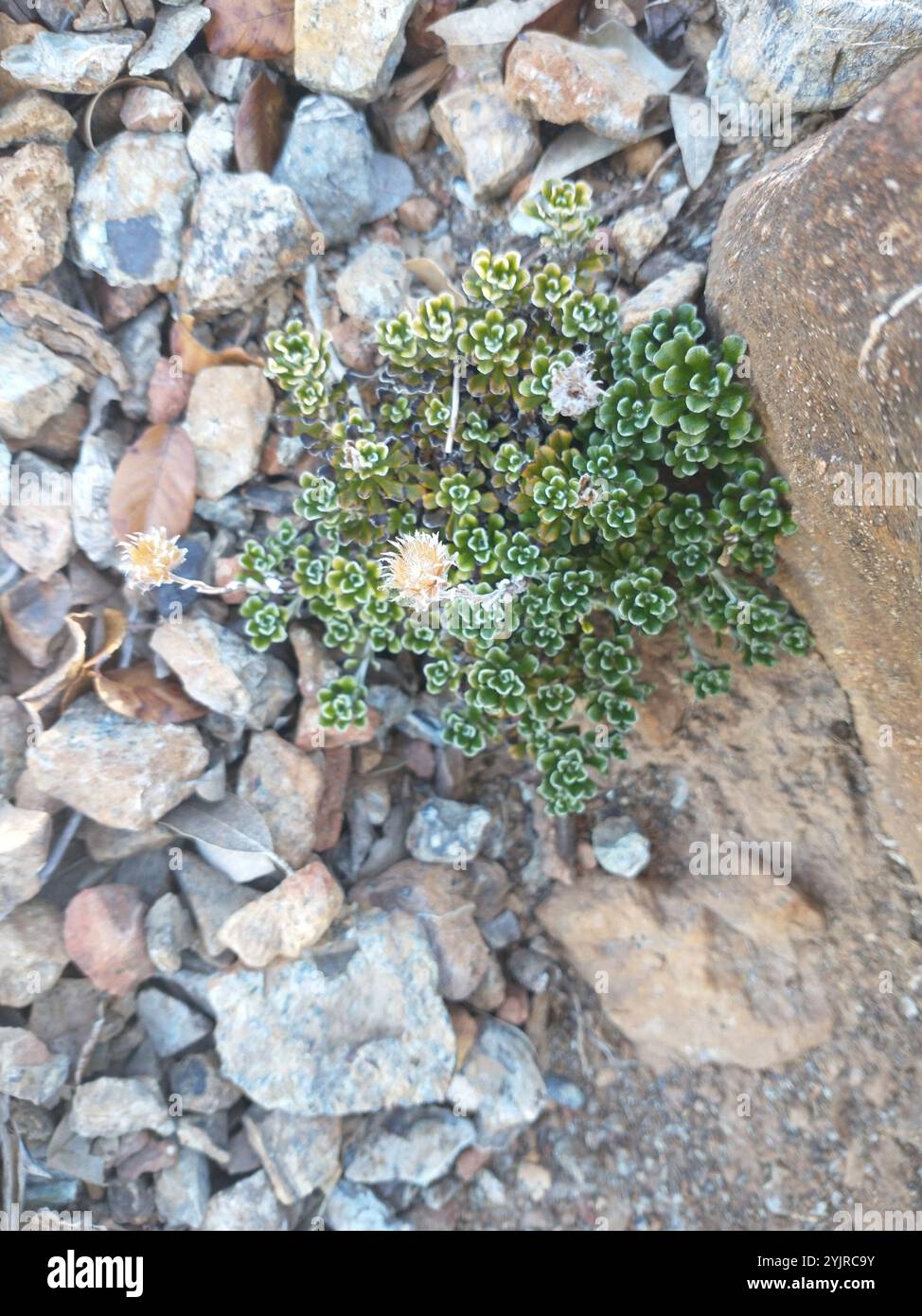 evergreen everlasting (Antennaria suffrutescens Stock Photo - Alamy