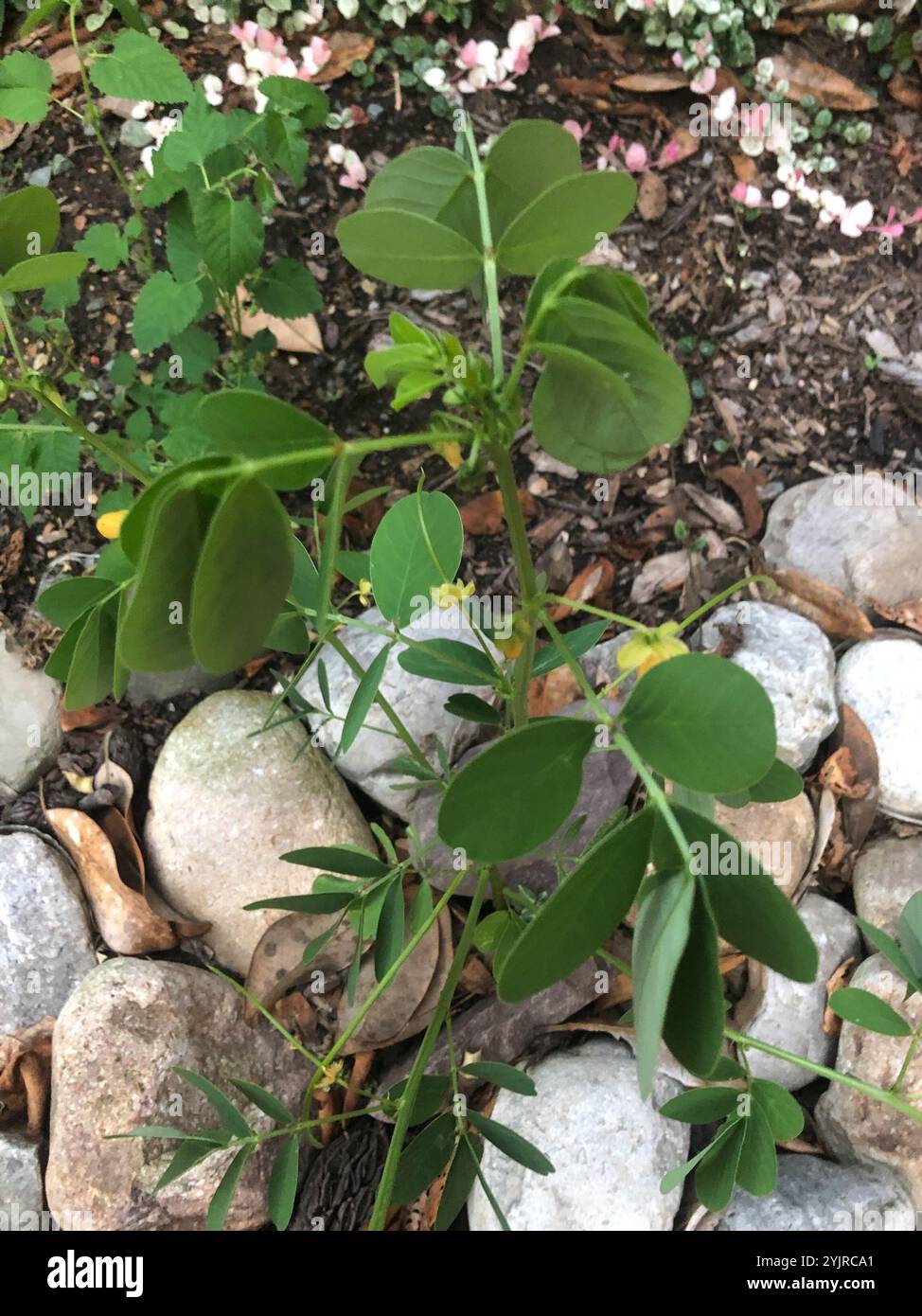 American Sicklepod (Senna obtusifolia Stock Photo - Alamy
