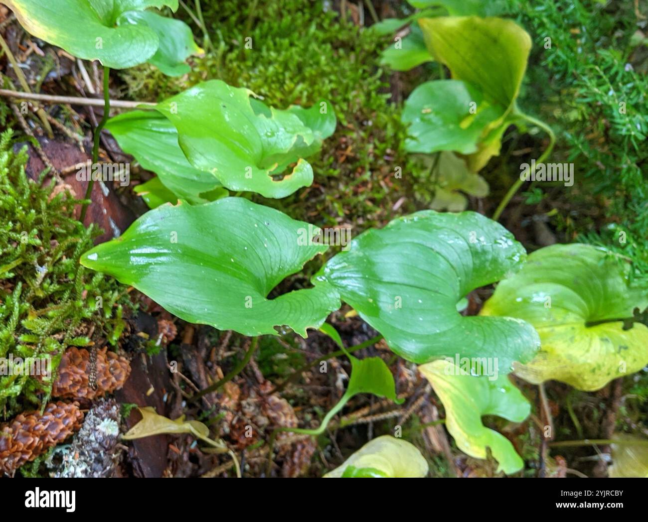 Western Lily of the Valley (Maianthemum dilatatum Stock Photo - Alamy