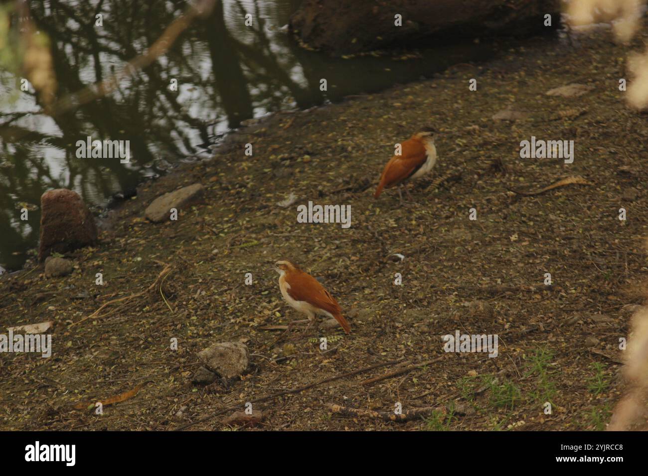 Pacific Hornero (Furnarius cinnamomeus Stock Photo - Alamy