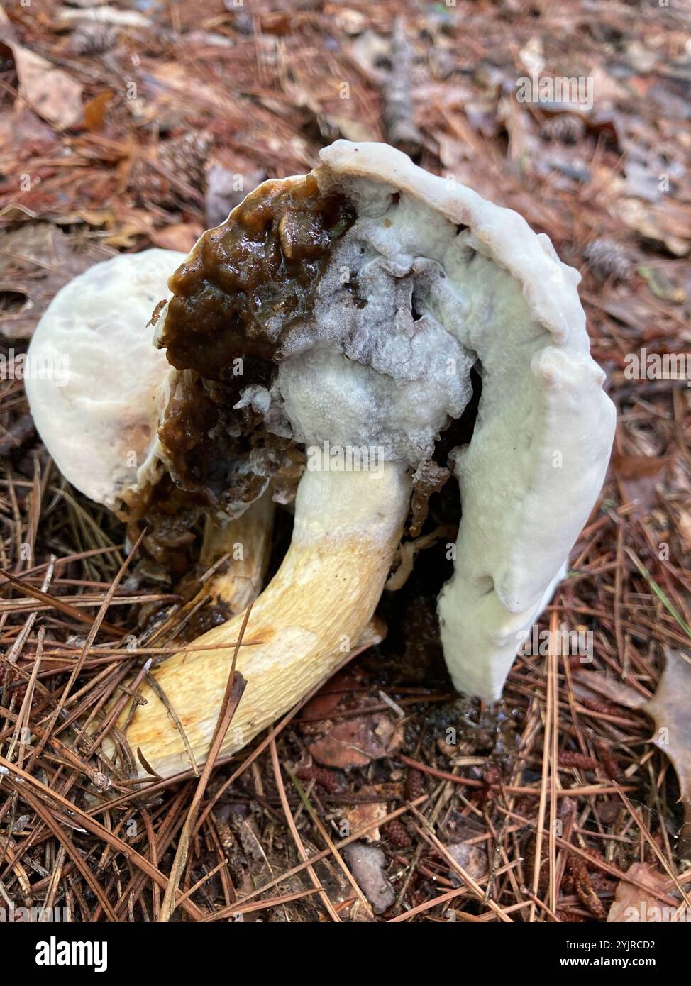 bolete mould (Hypomyces chrysospermus Stock Photo - Alamy