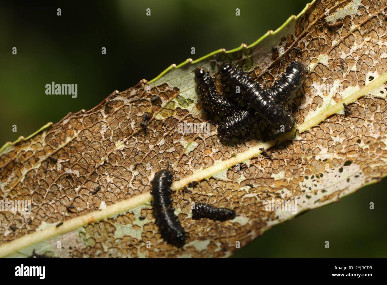 Willow Leaf Beetle (Plagiodera versicolora Stock Photo - Alamy