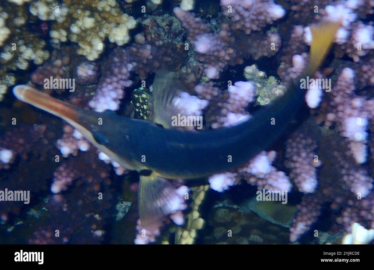 Red Sea Bird Wrasse (Gomphosus klunzingeri Stock Photo - Alamy