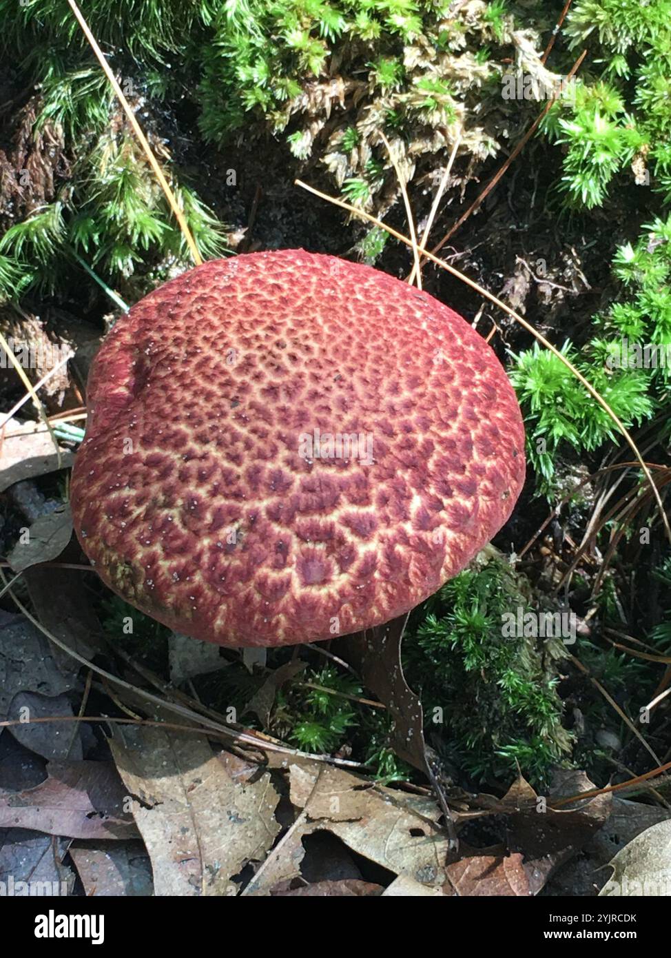 Painted Suillus (Suillus spraguei Stock Photo - Alamy
