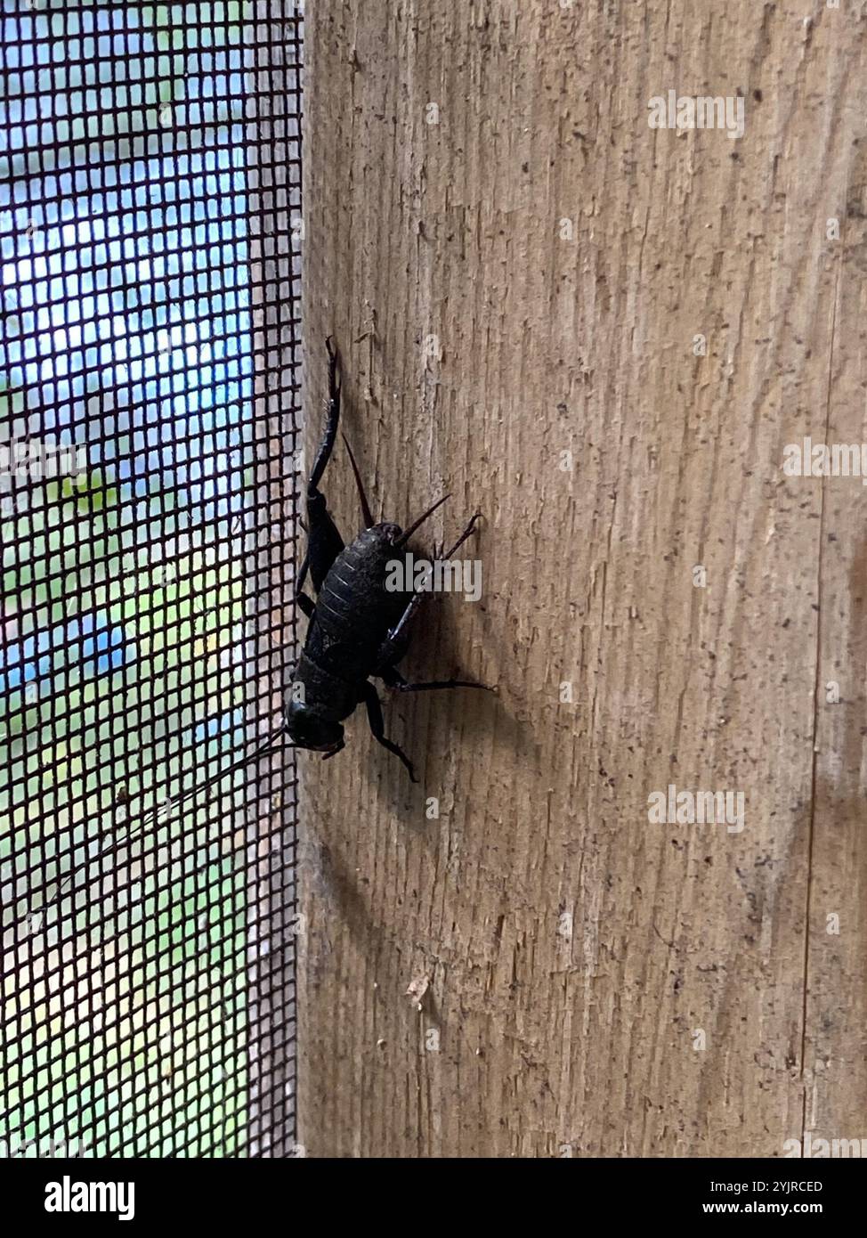 Fall Field Cricket (Gryllus pennsylvanicus Stock Photo - Alamy