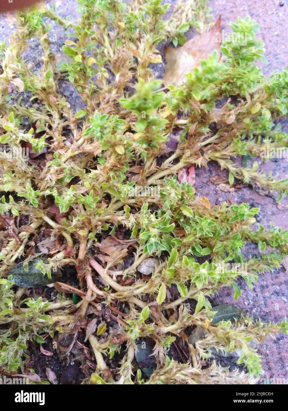 Prostrate pigweed hi-res stock photography and images - Alamy