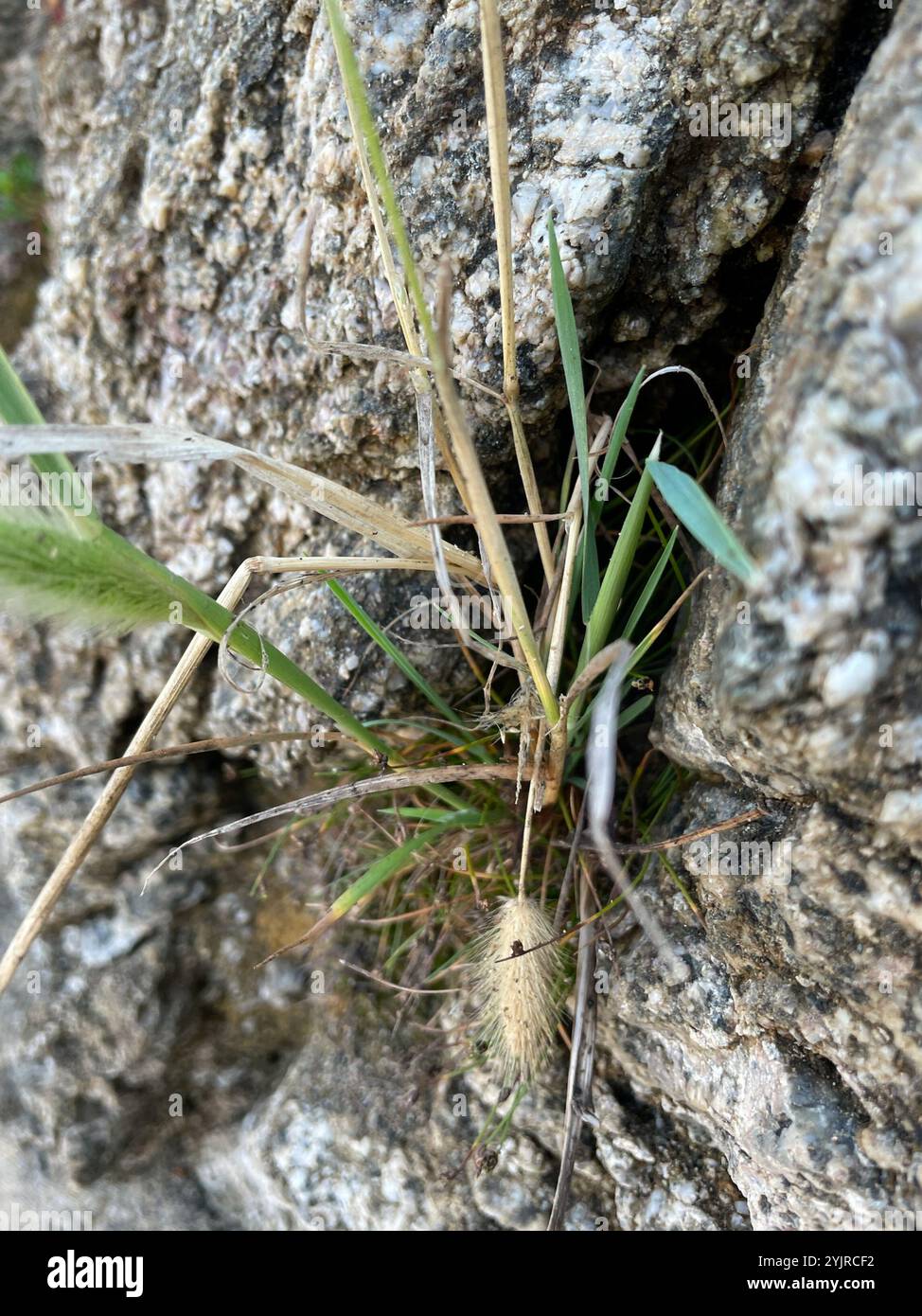 Polypogon monspeliensis hi-res stock photography and images - Alamy