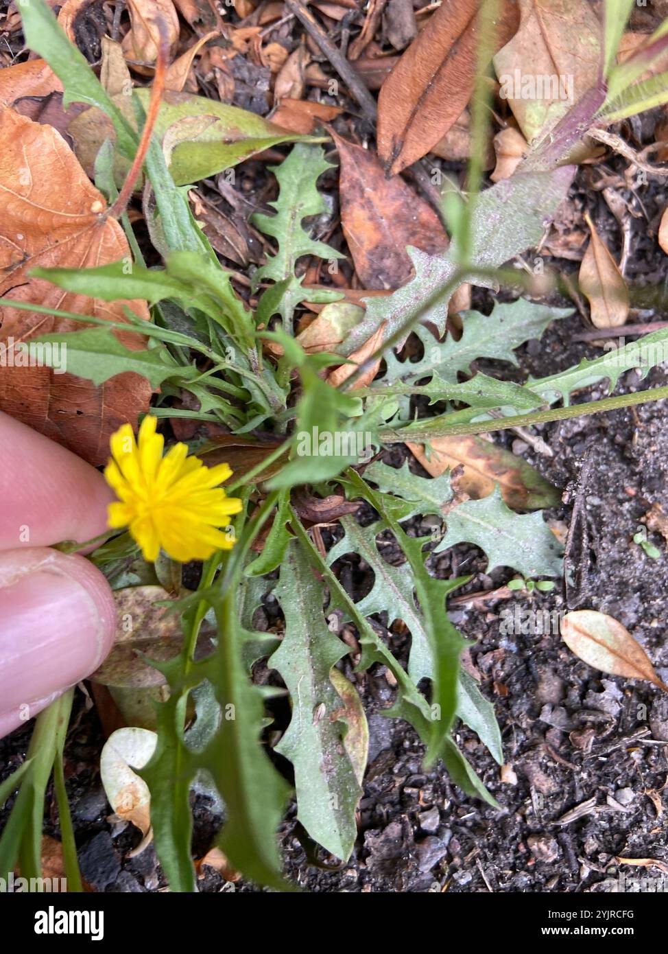 Autumn Hawkbit (Scorzoneroides autumnalis Stock Photo - Alamy