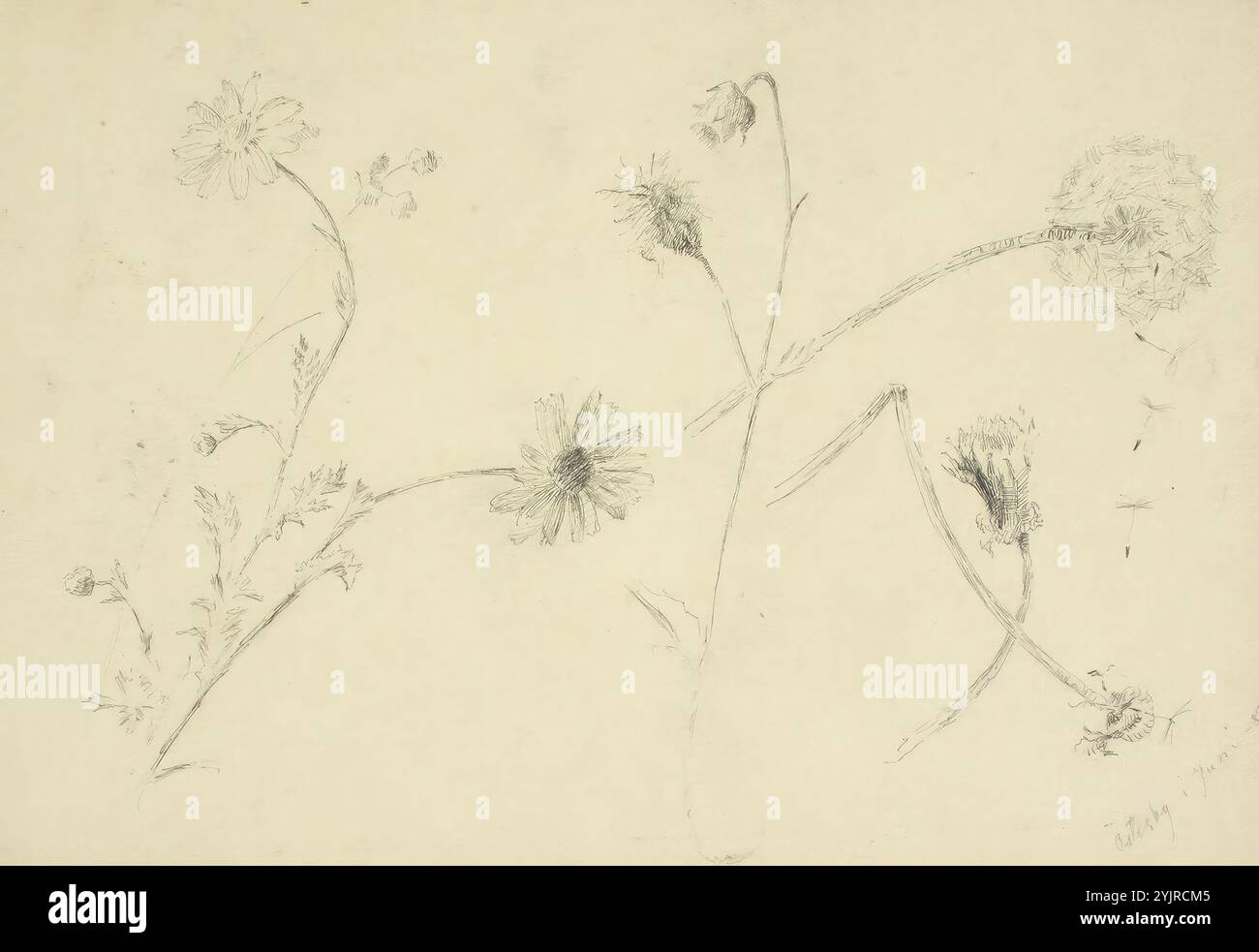 Wiik, Maria, Flower exercises, marker, drawing, 27.2 cm x 18.7 cm ...