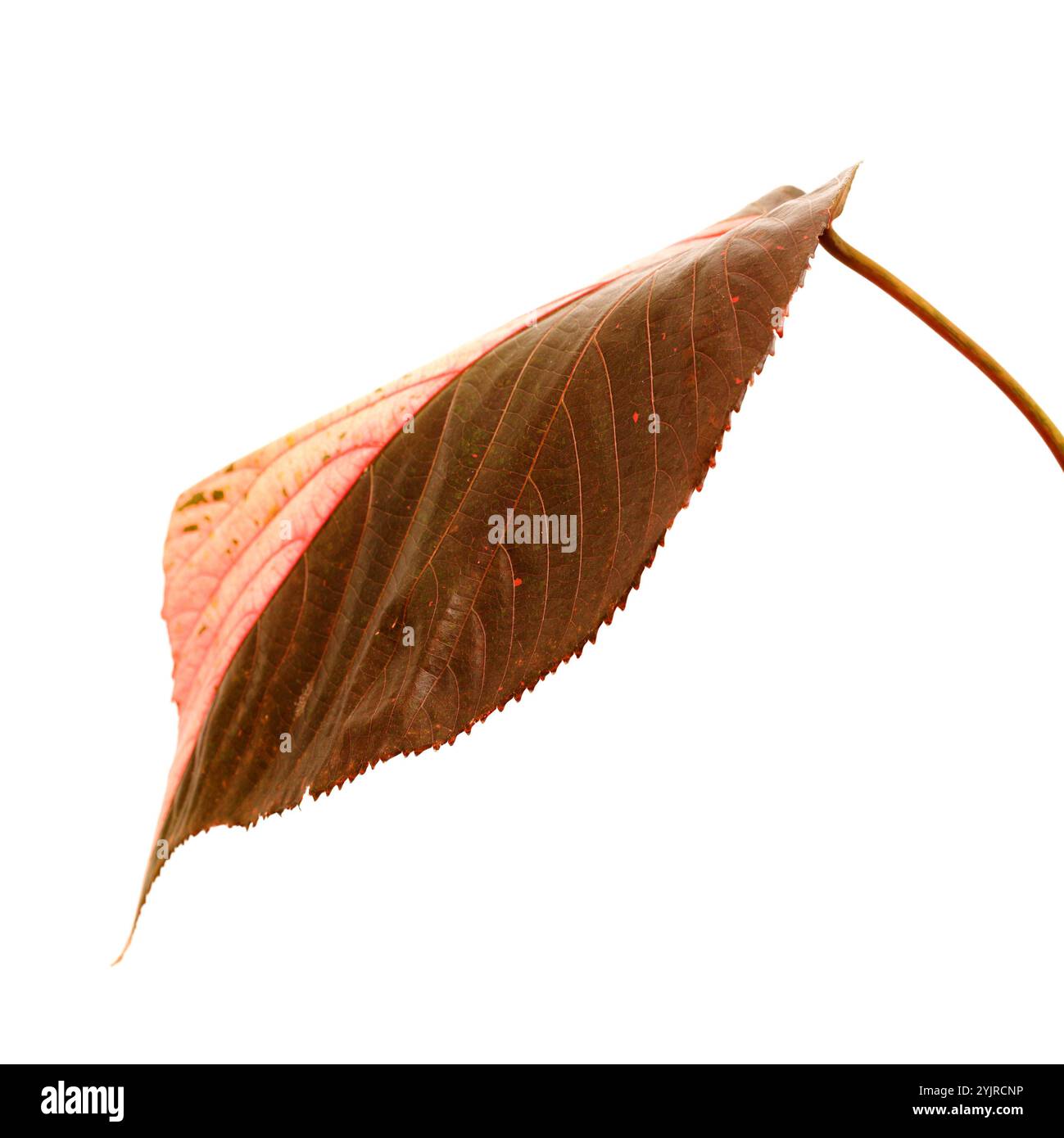 Colorful leaf of Acalypha wilkesiana, copperleaf plant Stock Photo - Alamy