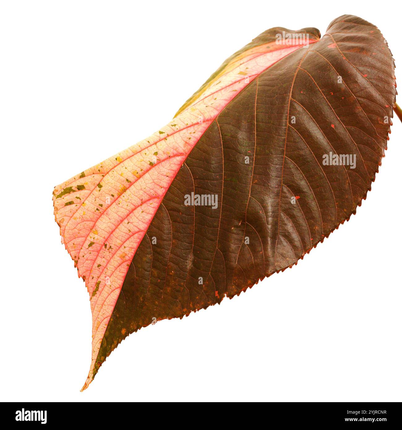 Colorful leaf of Acalypha wilkesiana, copperleaf plant Stock Photo - Alamy