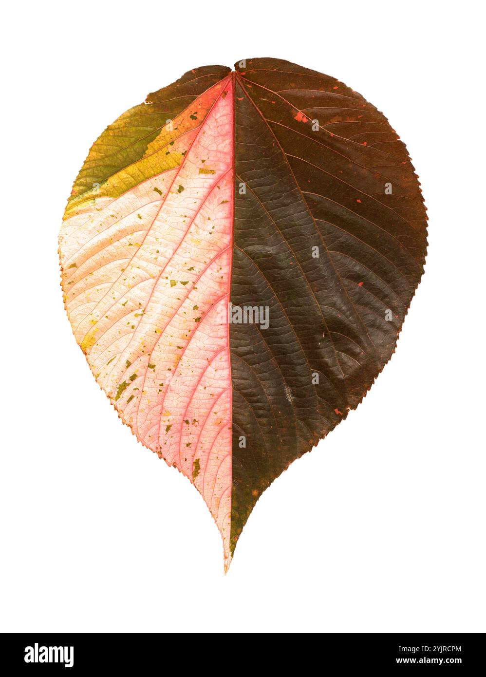 Colorful leaf of Acalypha wilkesiana, copperleaf plant Stock Photo - Alamy