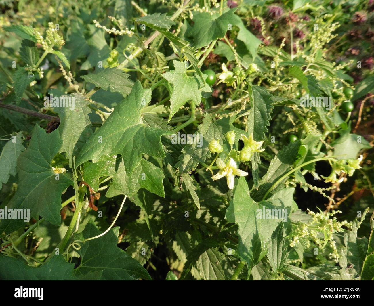 Eastern White-bryony (Bryonia alba Stock Photo - Alamy