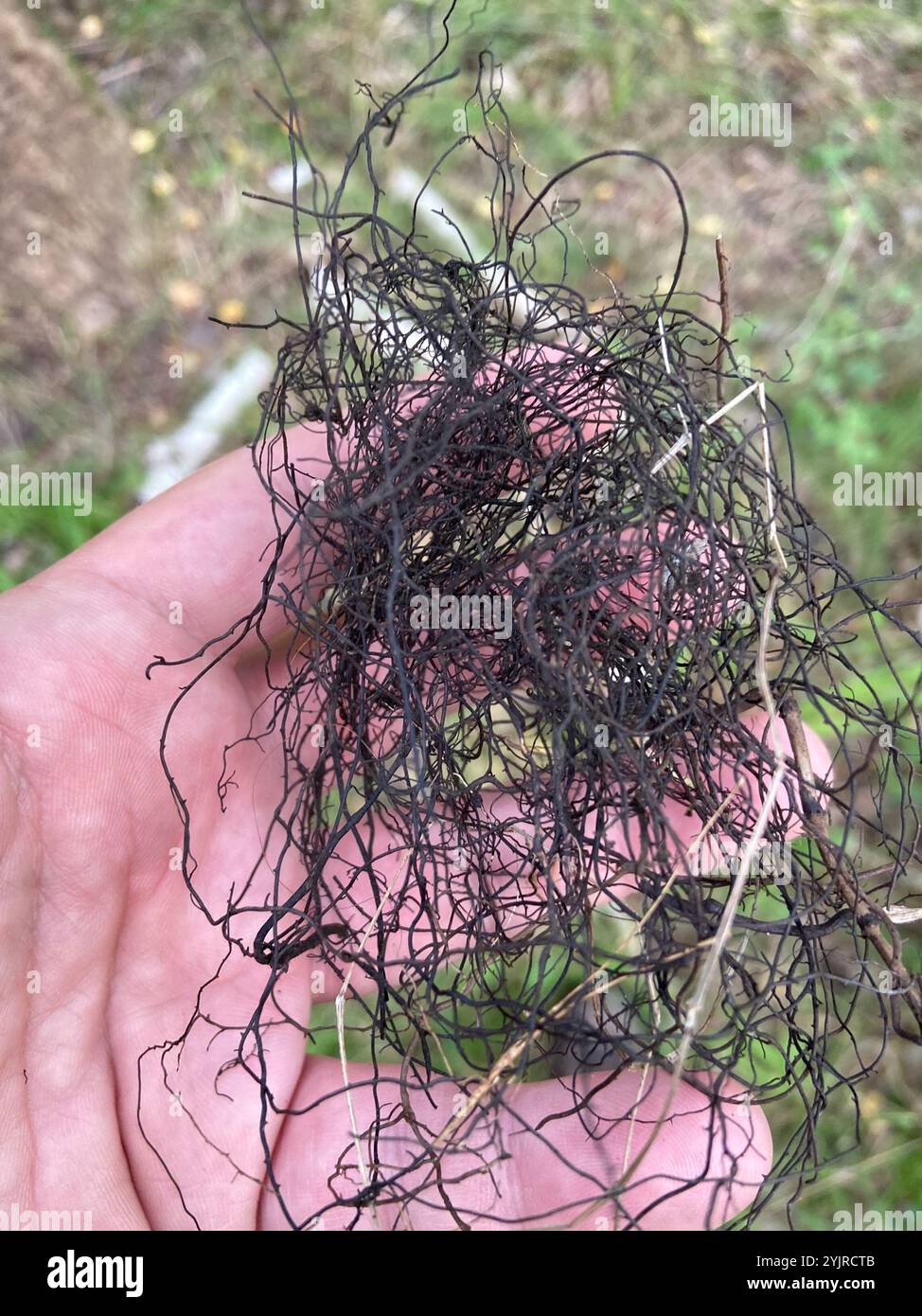 Horsehair Lichens (Bryoria Stock Photo - Alamy