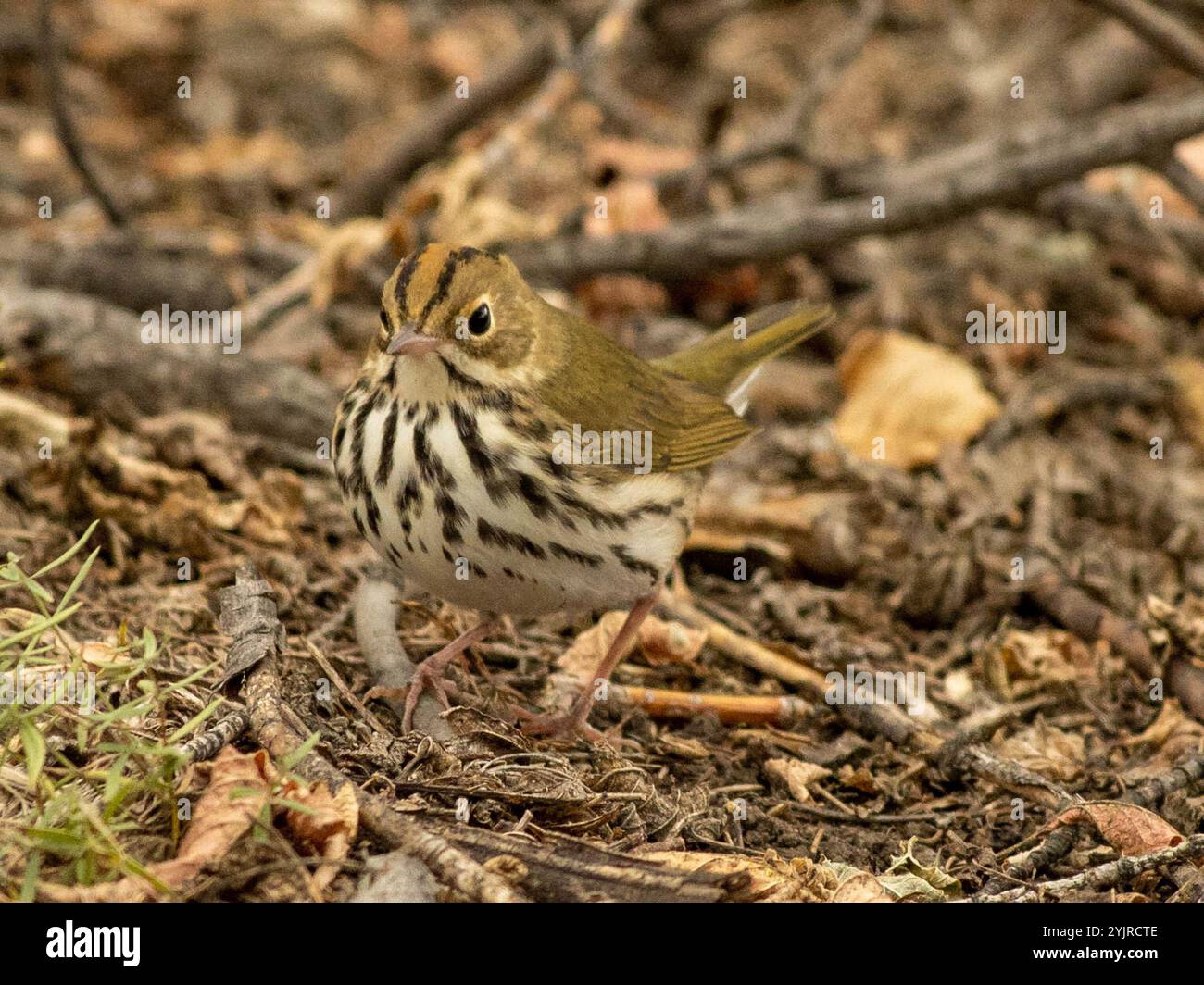 Ovenbird (Seiurus aurocapilla Stock Photo - Alamy