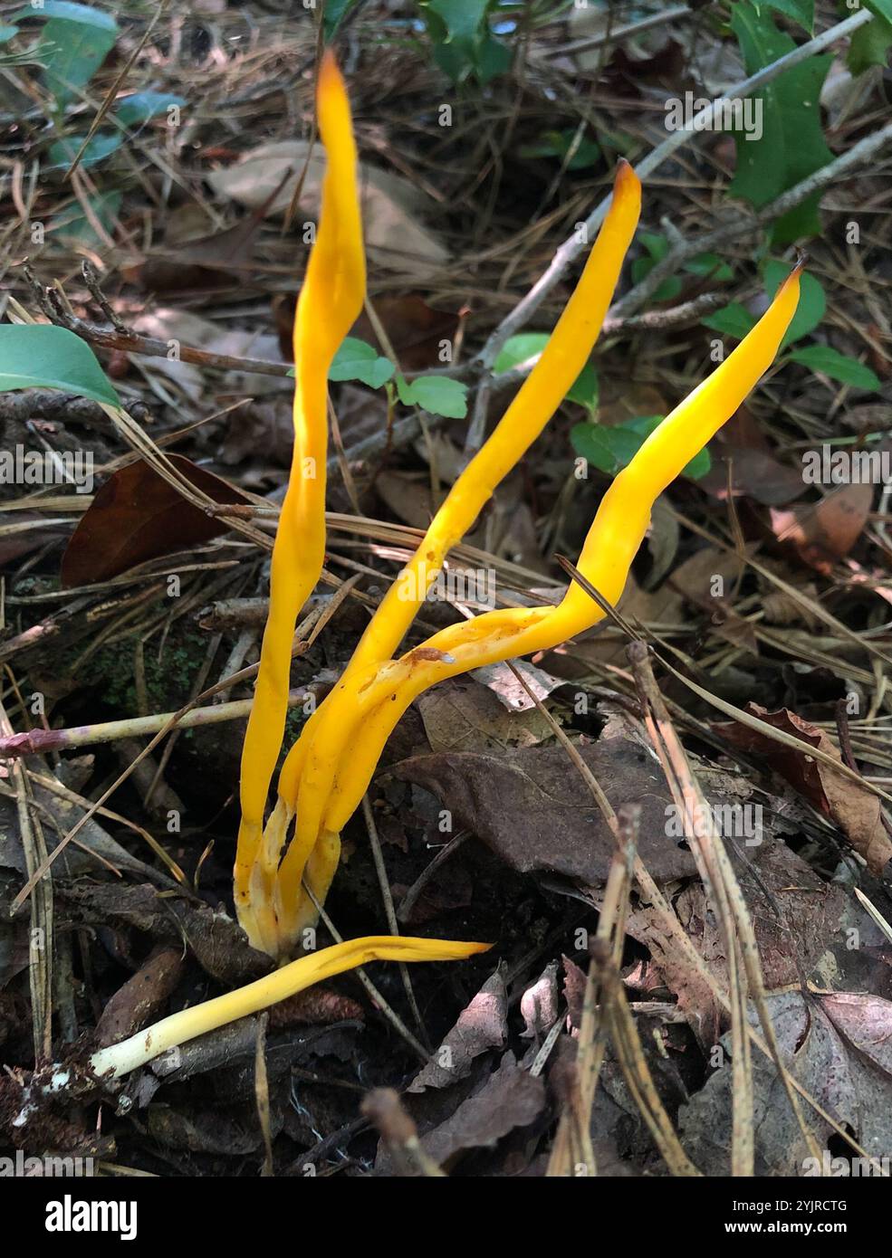 Golden Spindles (Clavulinopsis fusiformis Stock Photo - Alamy