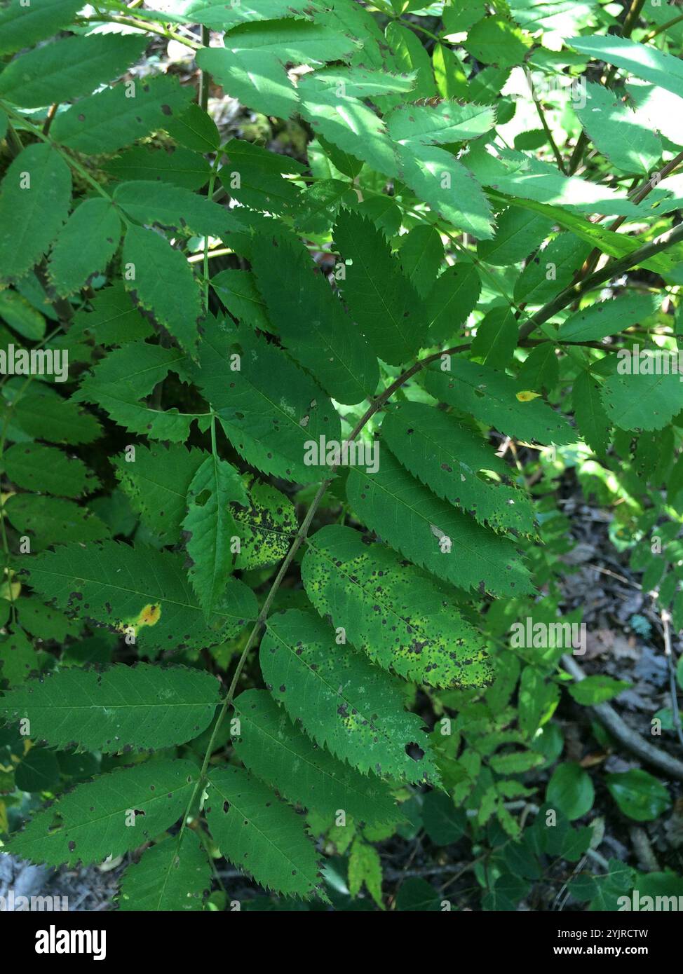 showy mountain-ash (Sorbus decora Stock Photo - Alamy