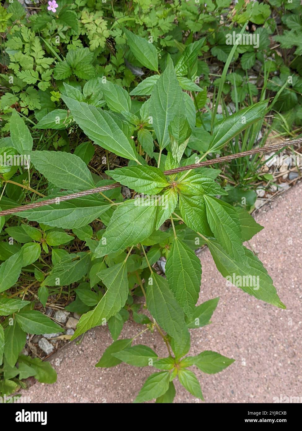 common copperleaf (Acalypha rhomboidea Stock Photo - Alamy
