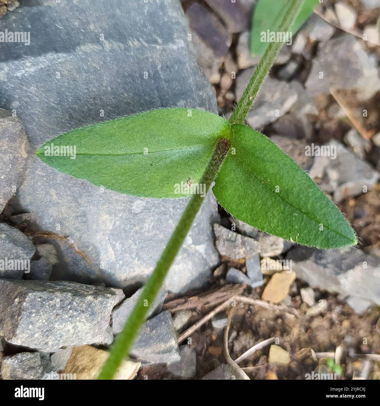 Common mouse-ear chickweed (Cerastium holosteoides Stock Photo - Alamy