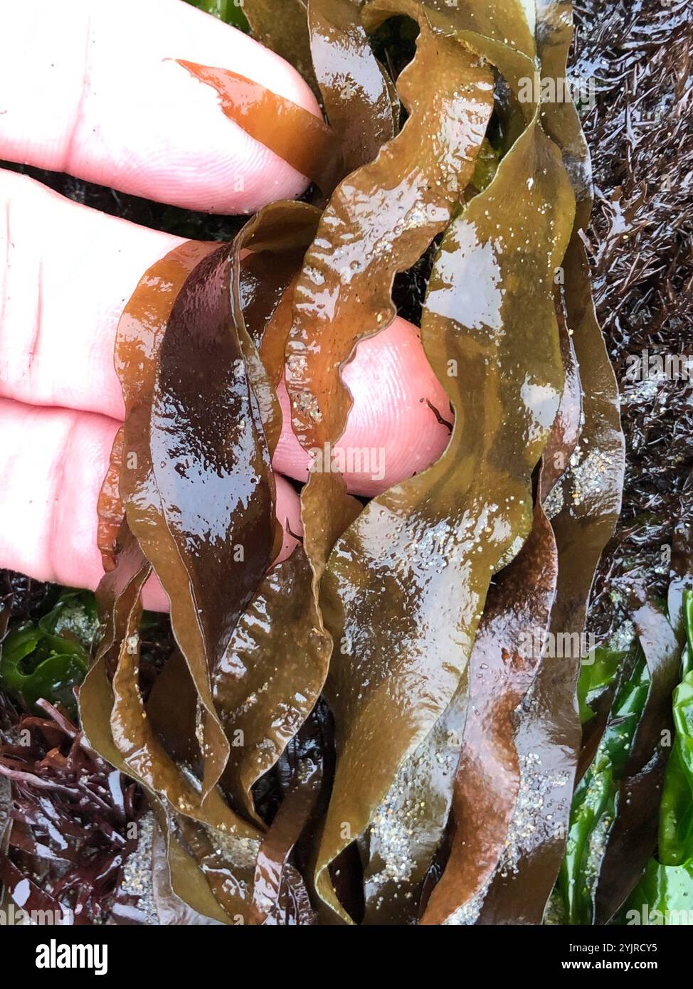 Iridescent Algae (Mazzaella Stock Photo - Alamy