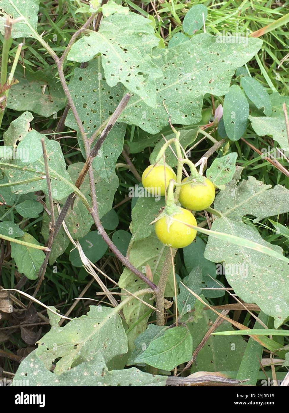 Carolina horsenettle (Solanum carolinense Stock Photo - Alamy