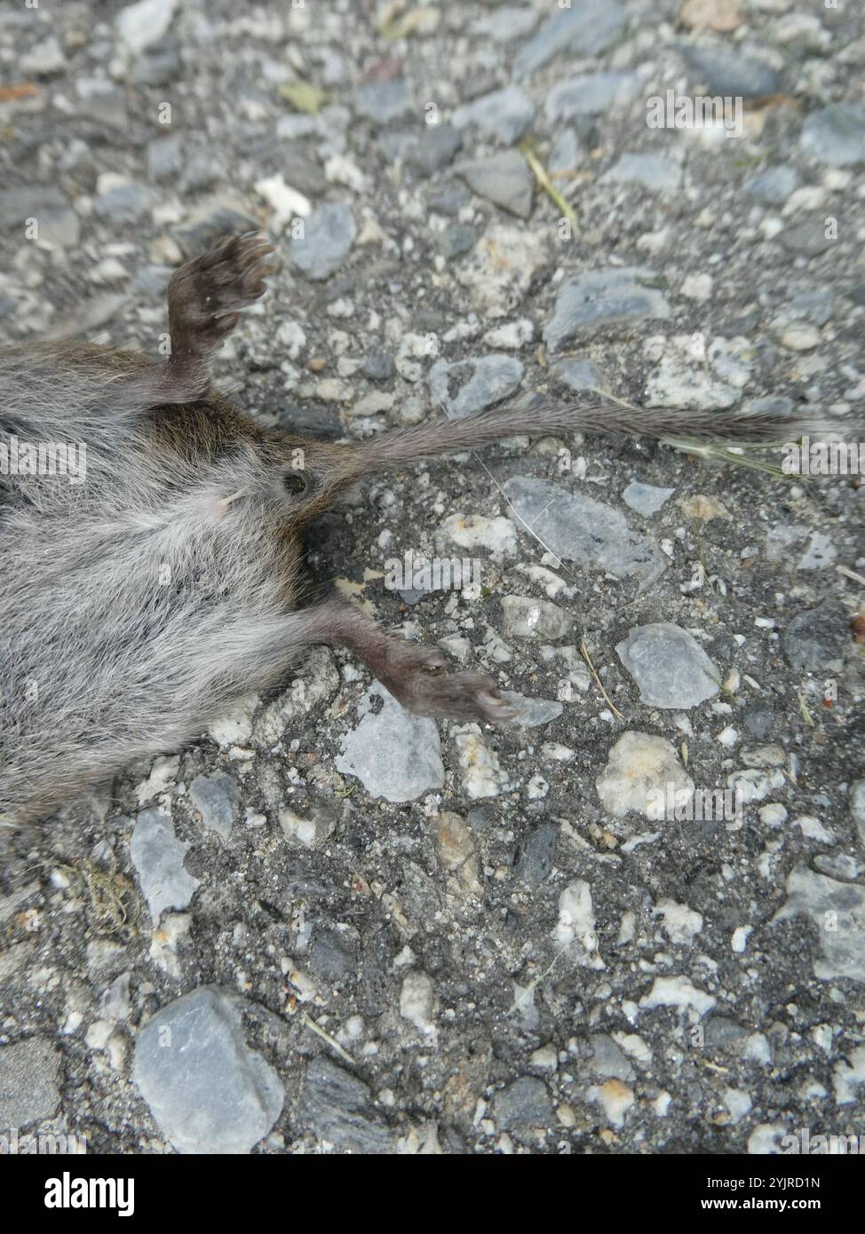 Microtus pennsylvanicus hi-res stock photography and images - Alamy