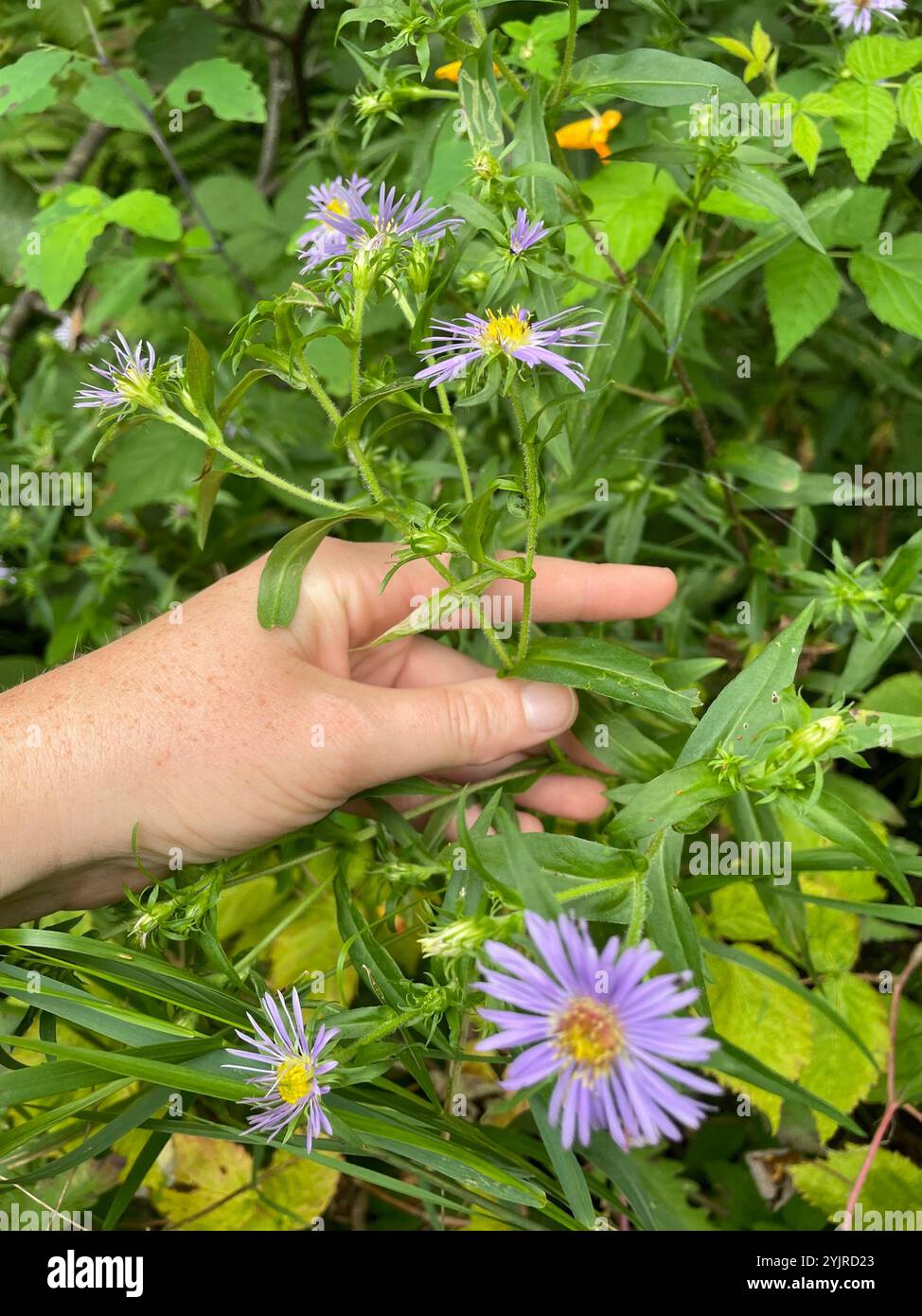 swamp aster (Symphyotrichum puniceum Stock Photo - Alamy
