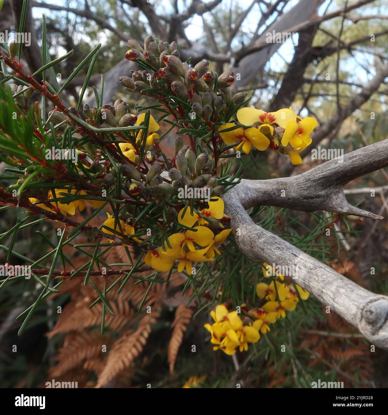 Smooth Parrot-pea (Dillwynia glaberrima Stock Photo - Alamy